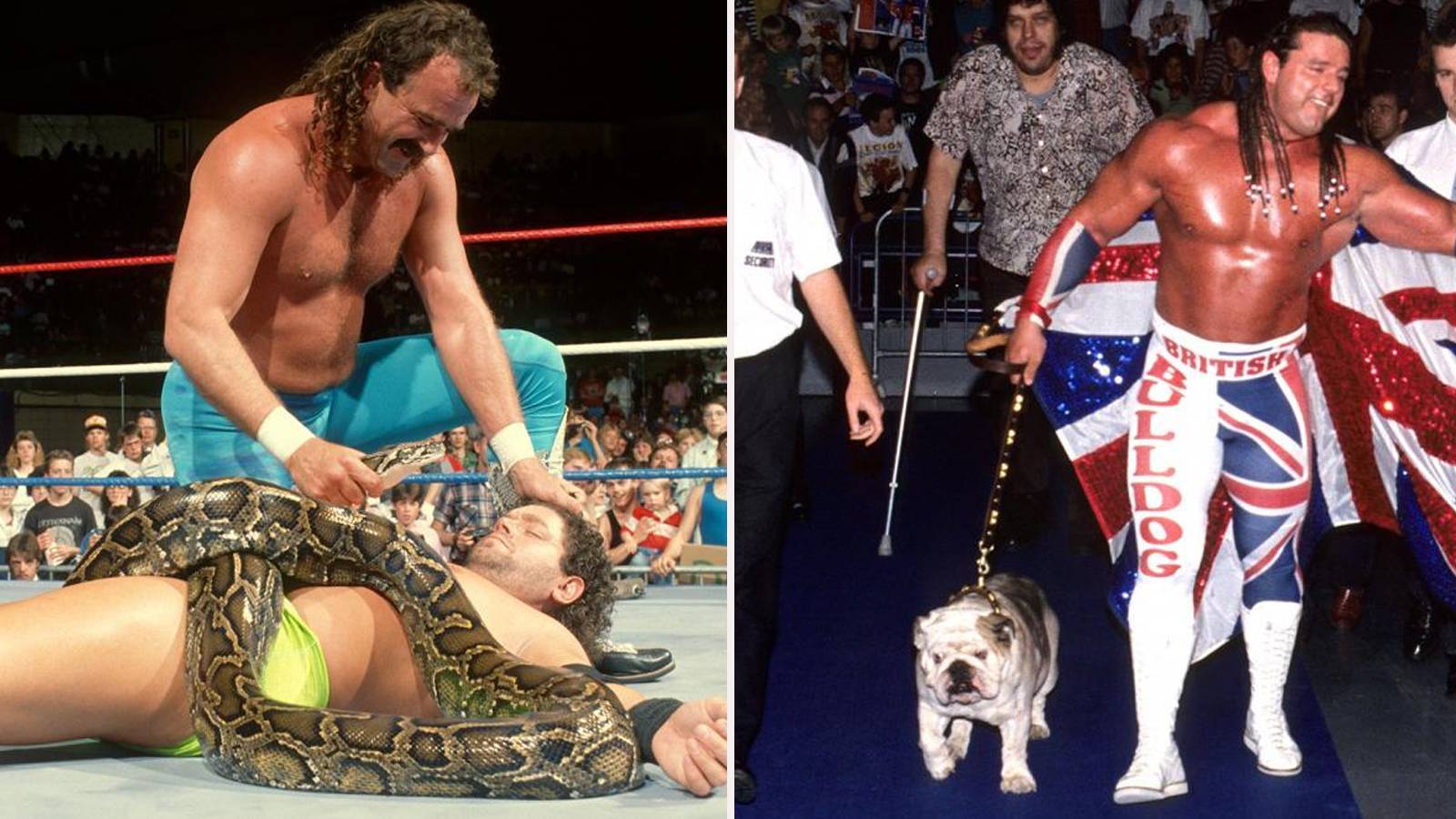 11 Times WWE Used Real Live Animals In Their Storylines