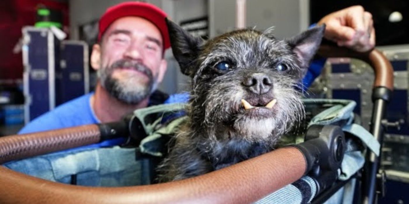 CM Punk's Dog Larry Has Merch, And Its Outselling WWE Superstars And ...